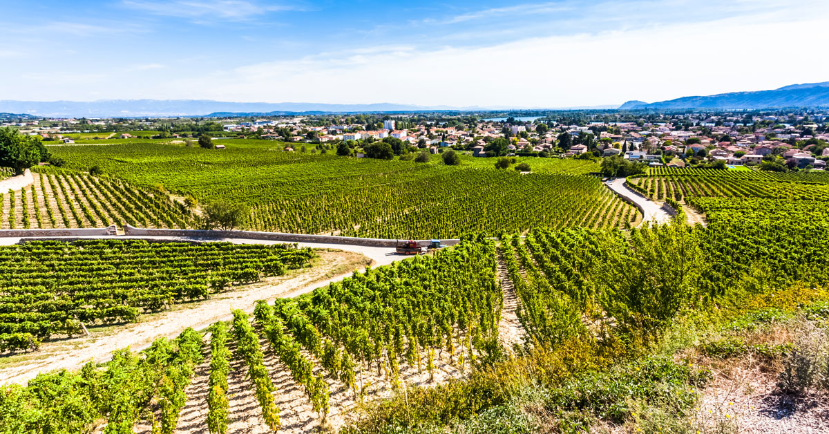L'amour de la vigne dans les terres de syrah